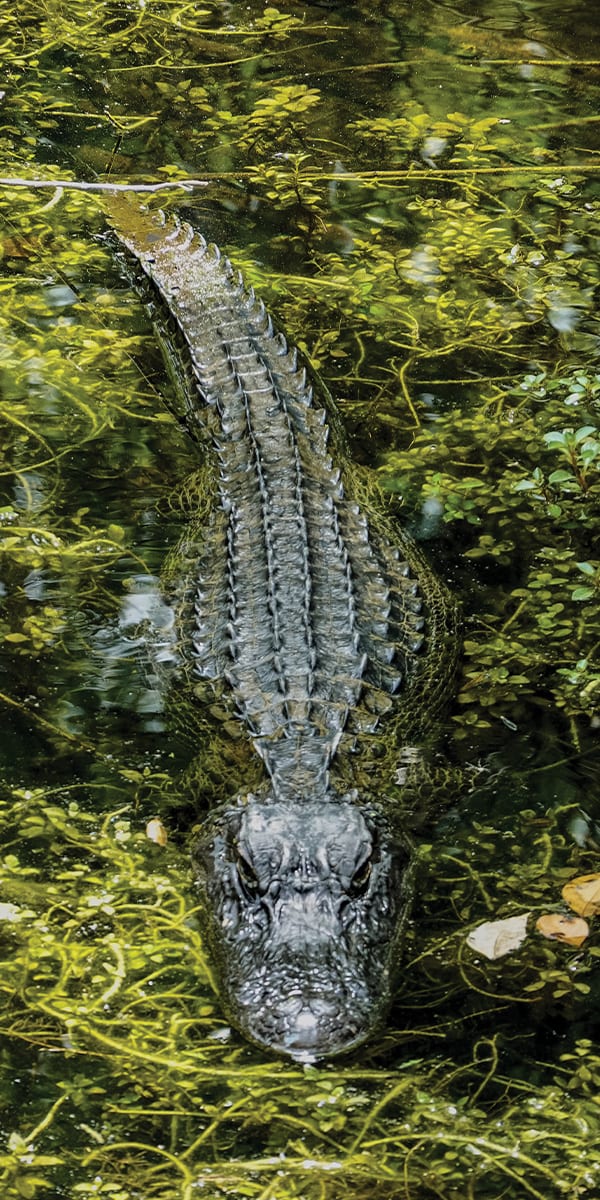 All About Alligators